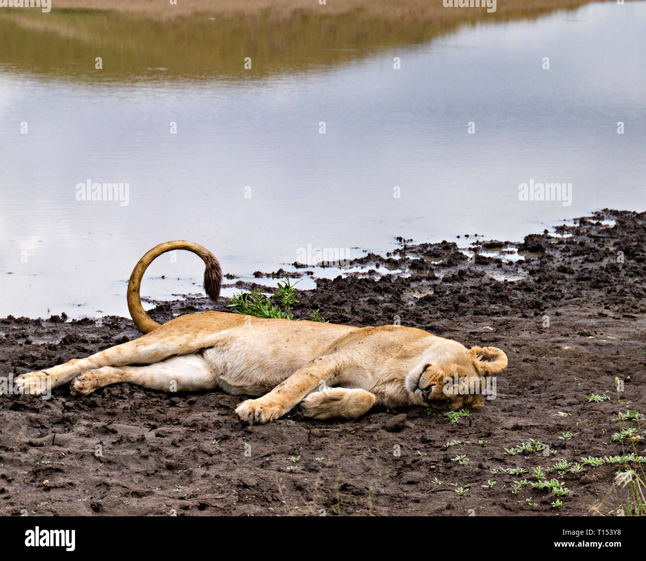 Lion endormi Banque de photographies et d’images à haute résolution - Alamy
