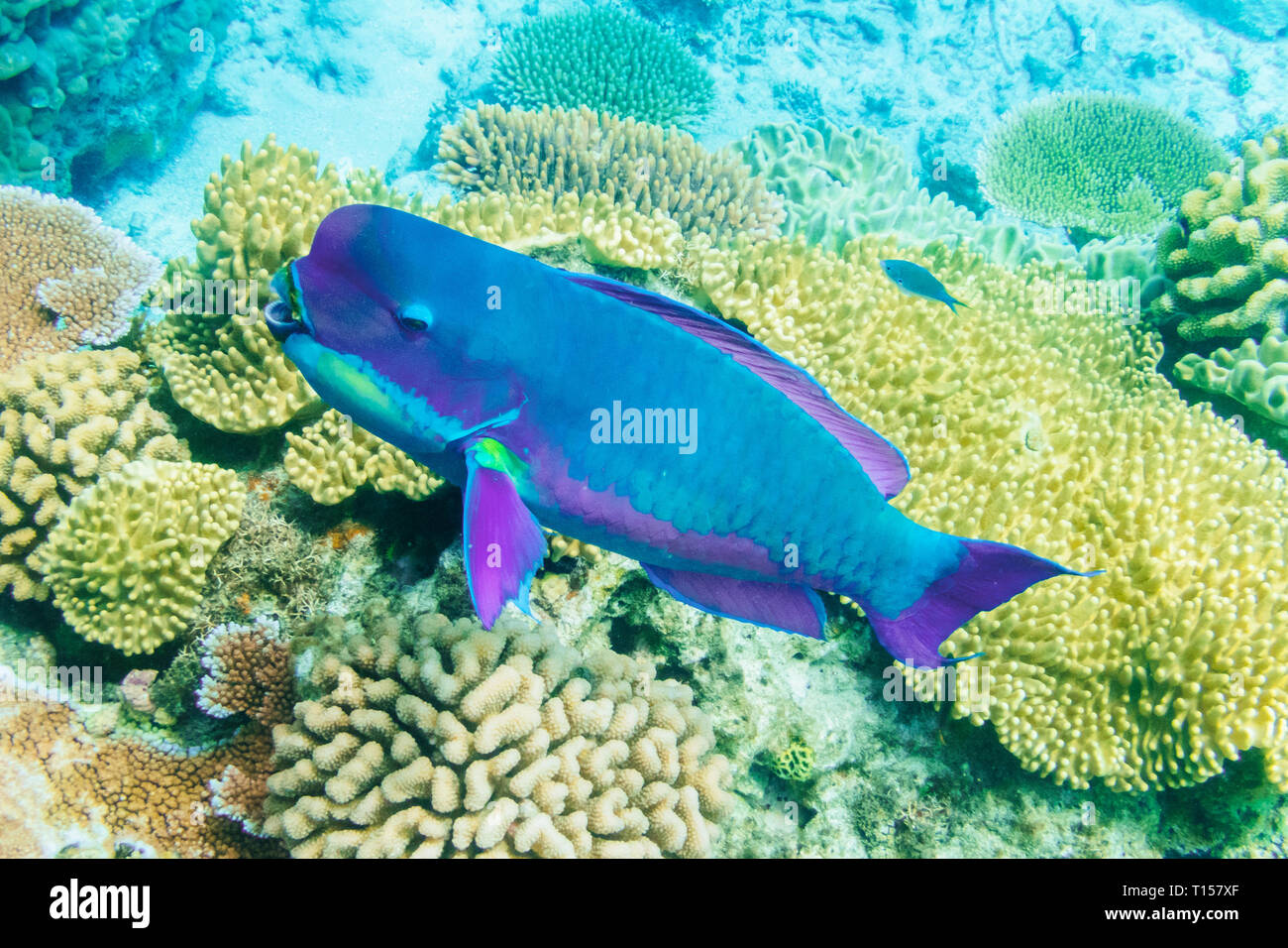 Poisson Perroquet Banque d'image et photos - Alamy