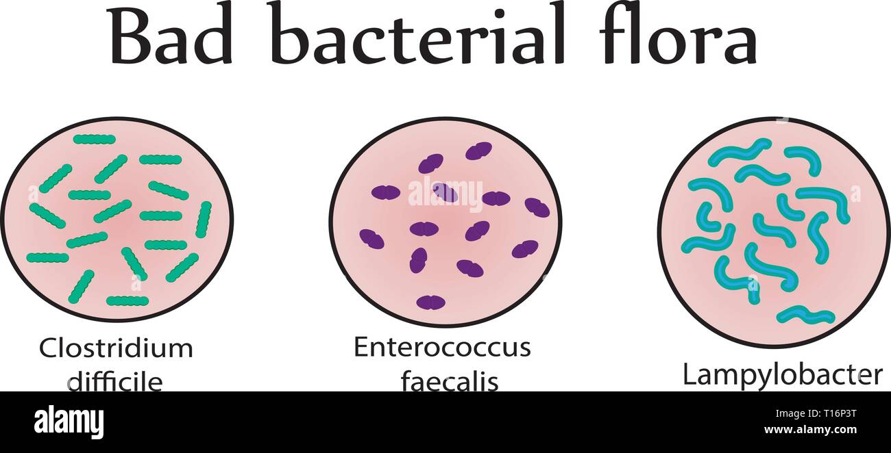 Bactérie enterococcus faecalis Banque d'images vectorielles - Alamy