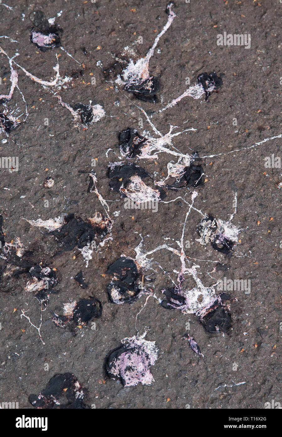La fiente de pigeon sur une rue, Berlin, Allemagne Photo Stock - Alamy