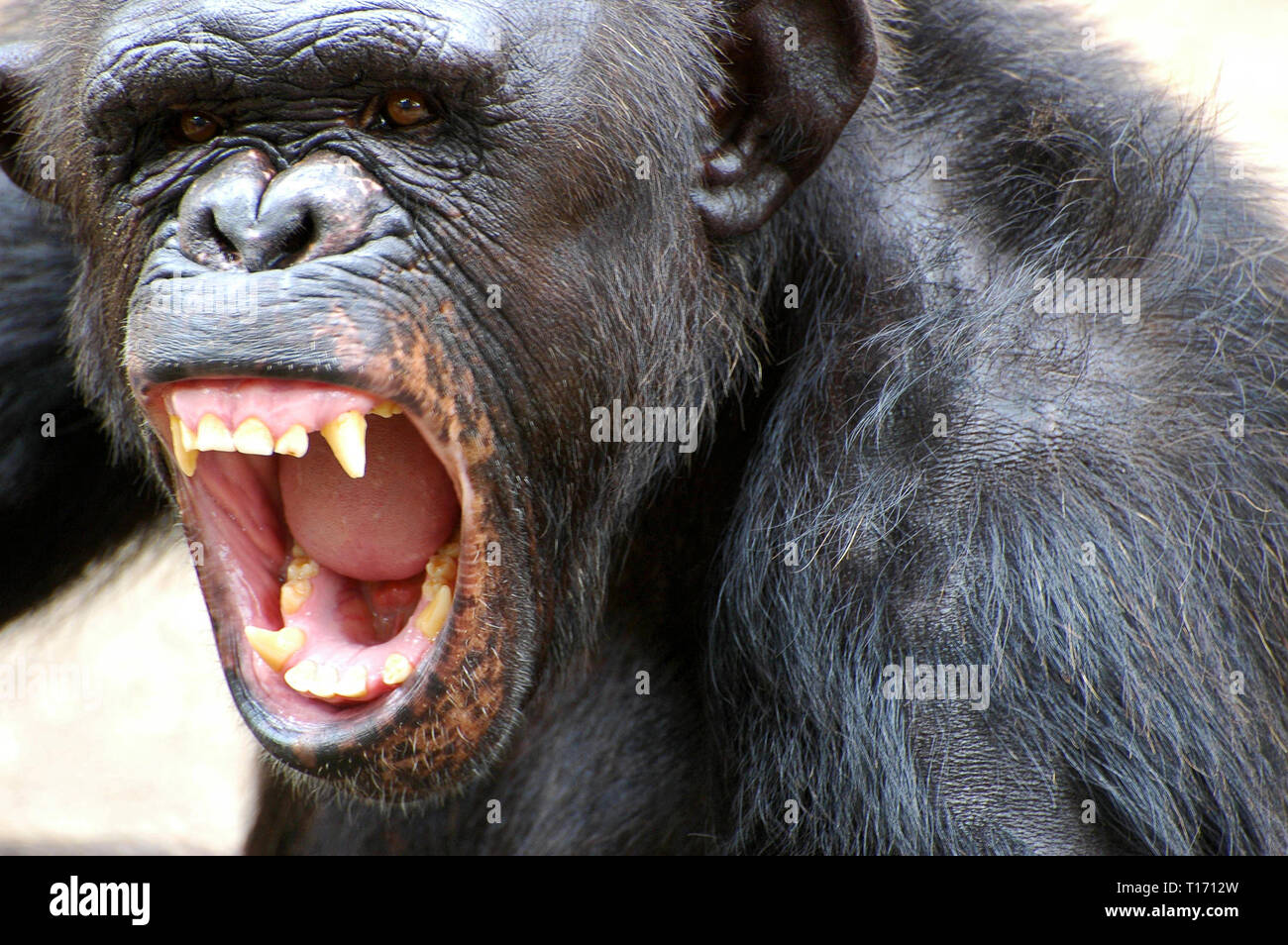 Chimpanzee grin Banque de photographies et d’images à haute résolution ...