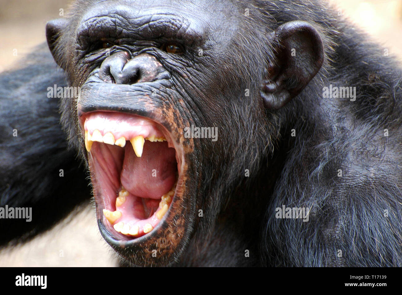 Chimpanzee grin Banque de photographies et d’images à haute résolution ...