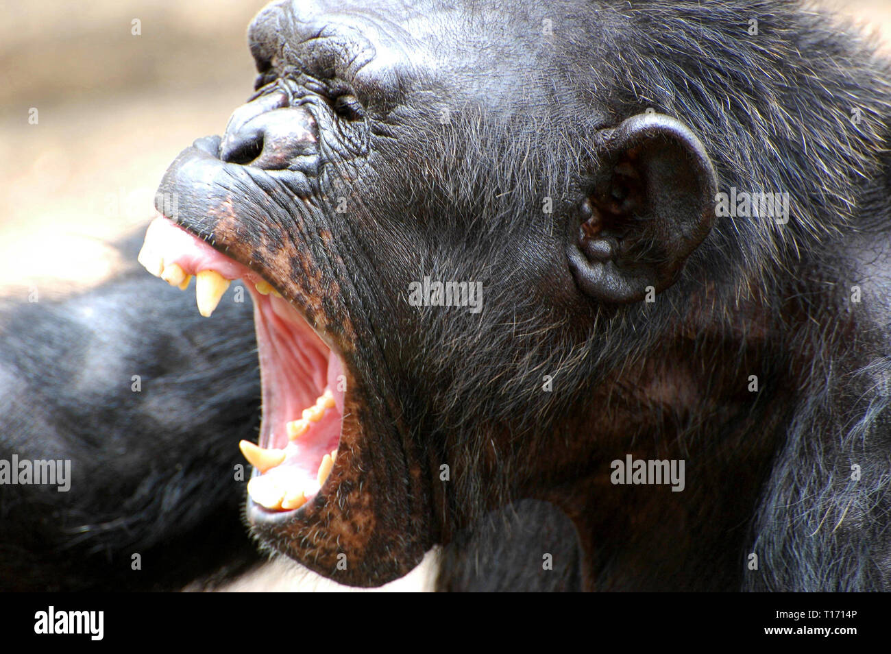 Chimpanzee grin Banque de photographies et d’images à haute résolution ...