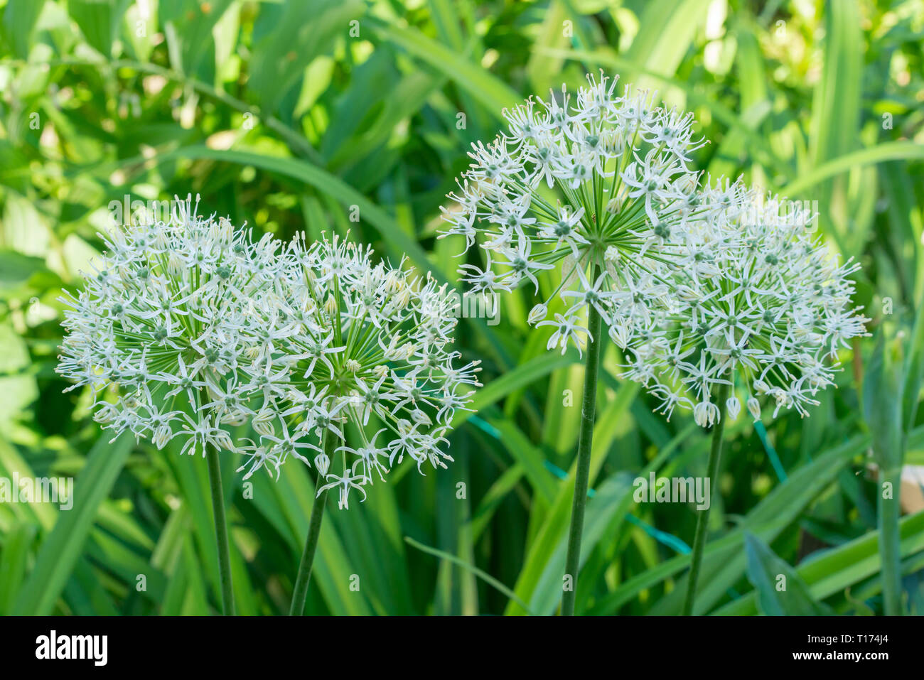 Allium mount everest flowers Banque de photographies et d’images à ...