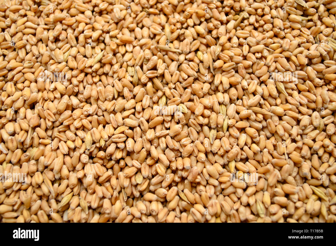 Grains entiers Banque de photographies et d’images à haute résolution ...