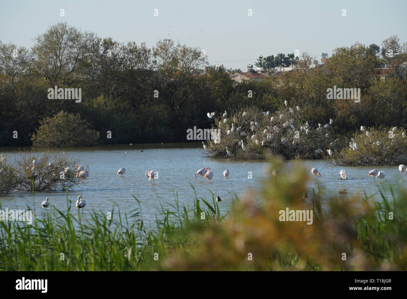 Flamant rose utiliser Chypre comme l'un des principaux passages ...