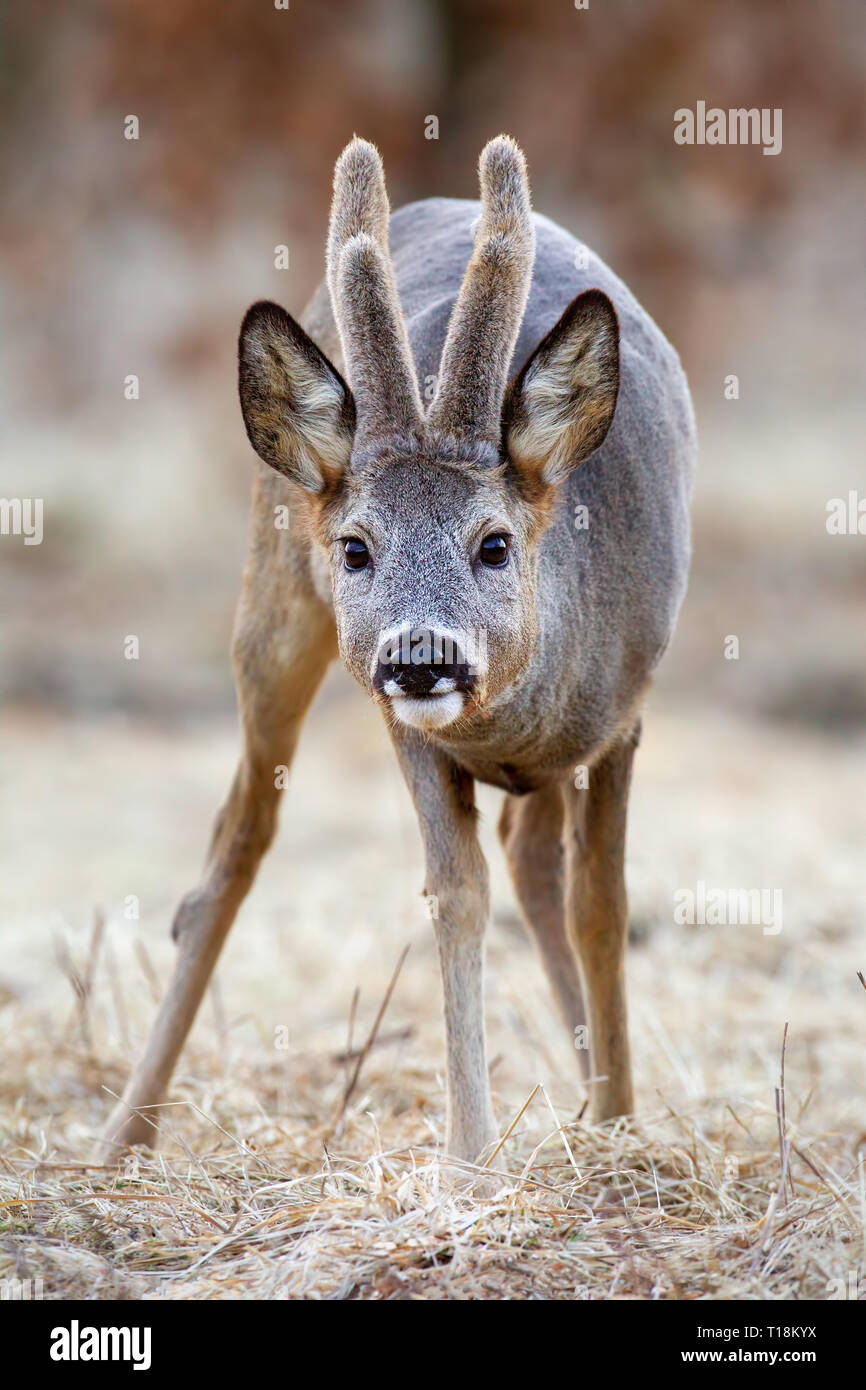 Bois couverts de velours Banque de photographies et d’images à haute ...