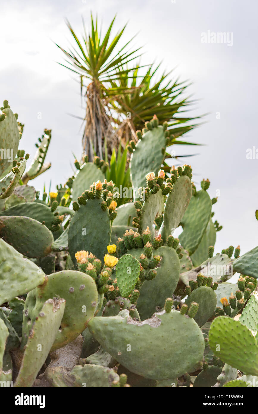 Le figuier de Barbarie (Opuntia) buissons sauvages à Chypre ...