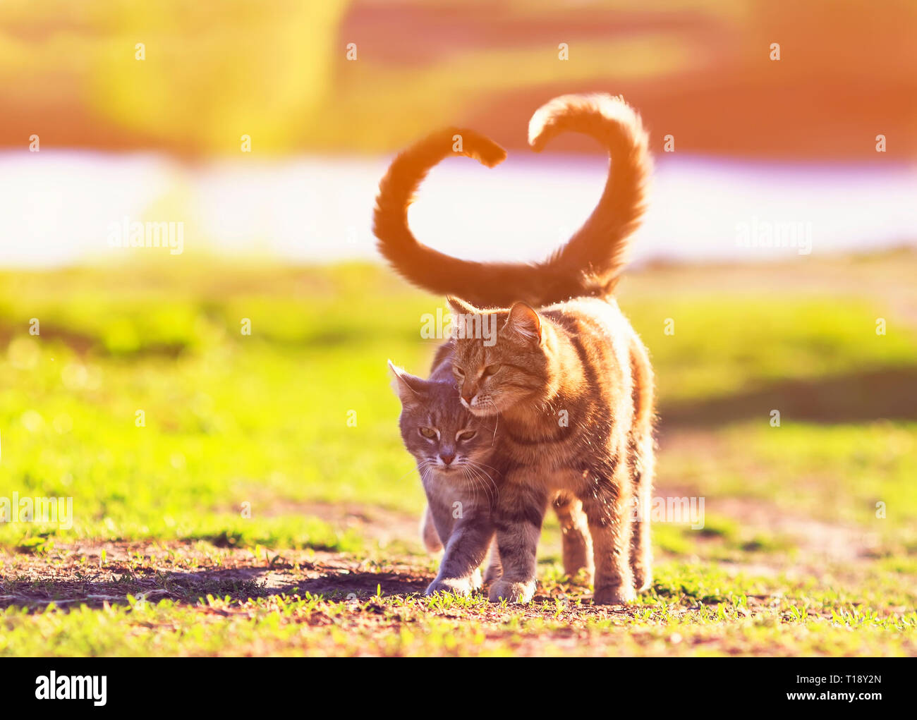 Deux beaux jeunes chats à pied dans une prairie ensoleillée sur une ...