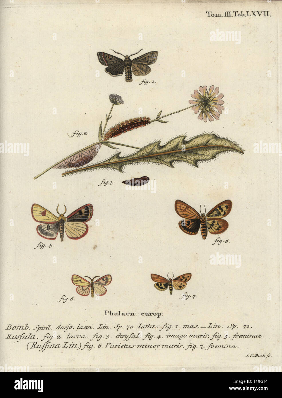 Chenille de la teigne quaker de la ligne rouge Banque de photographies ...