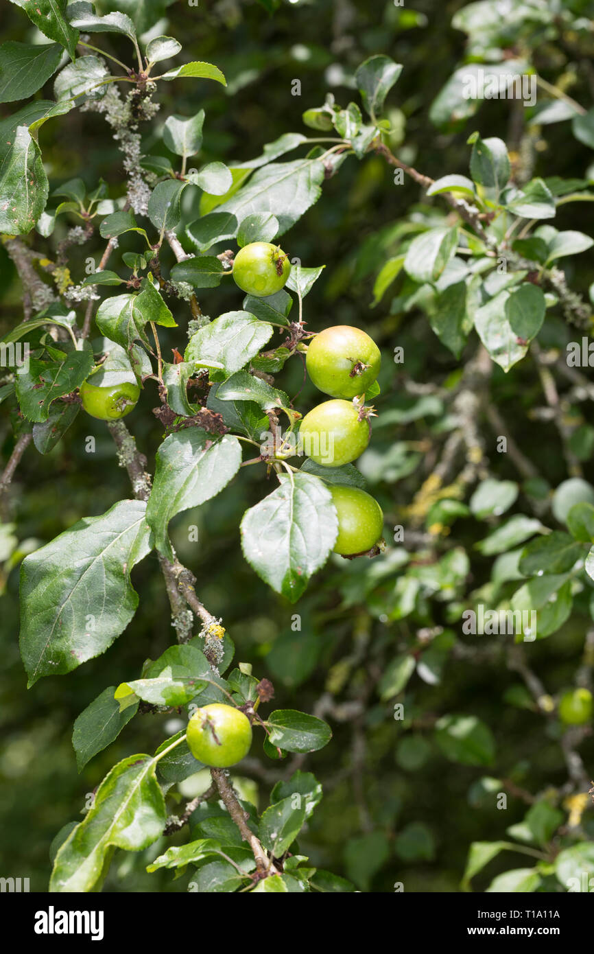 Malus pomme de crabe sauvage Banque de photographies et d’images à ...