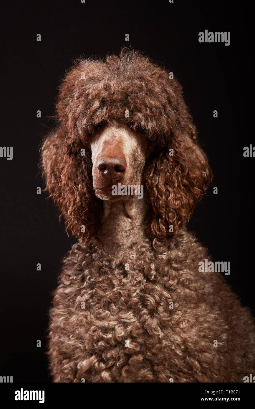 Caniche royal brun Banque de photographies et d’images à haute ...