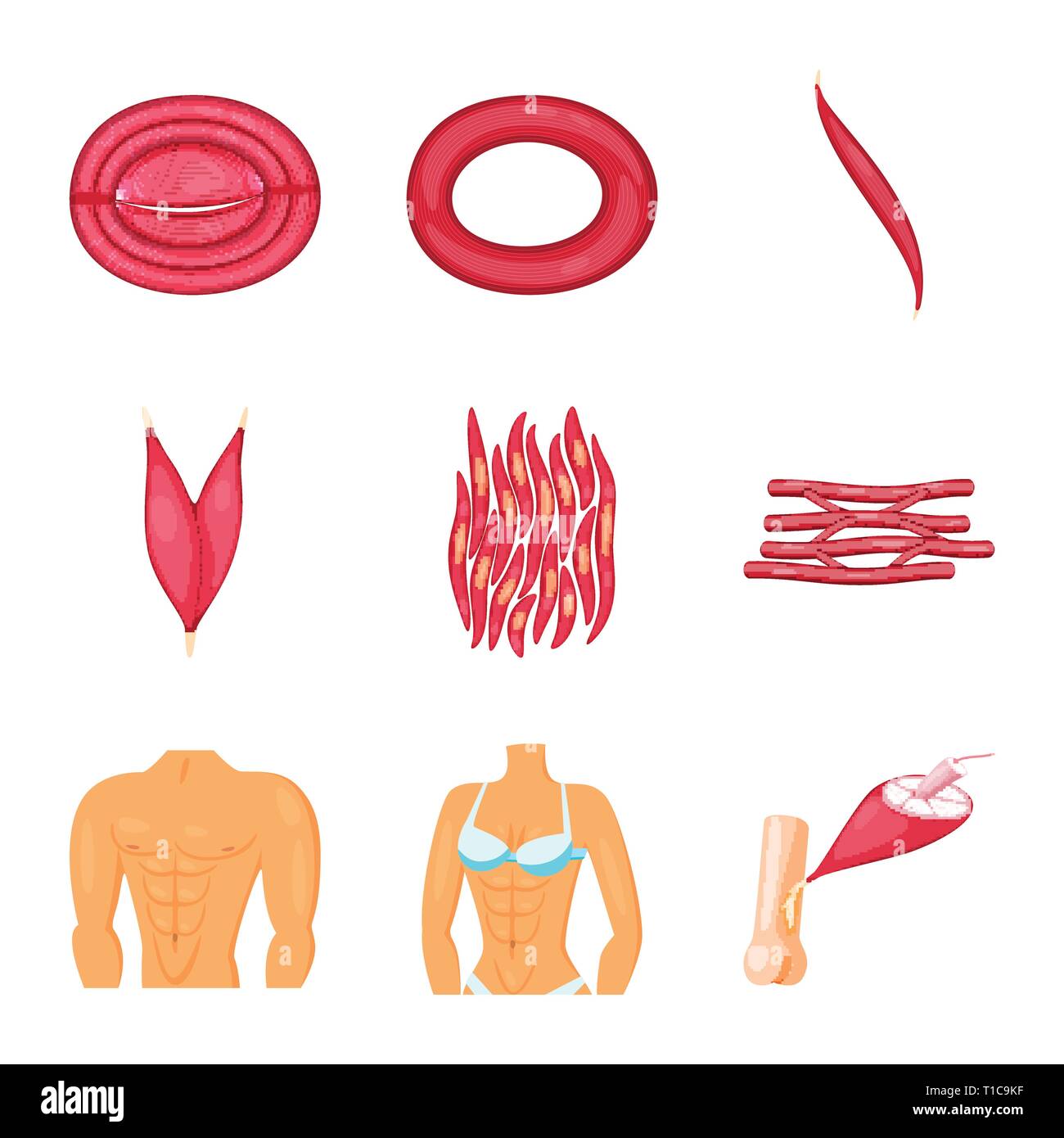 Vector Illustration De Cellules Musculaires Et Symbole Collection Danatomie Musculaire Et L