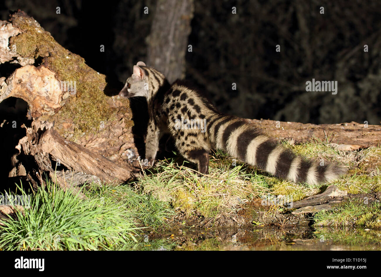 Petit genetta genetta genetta Banque de photographies et d’images à ...