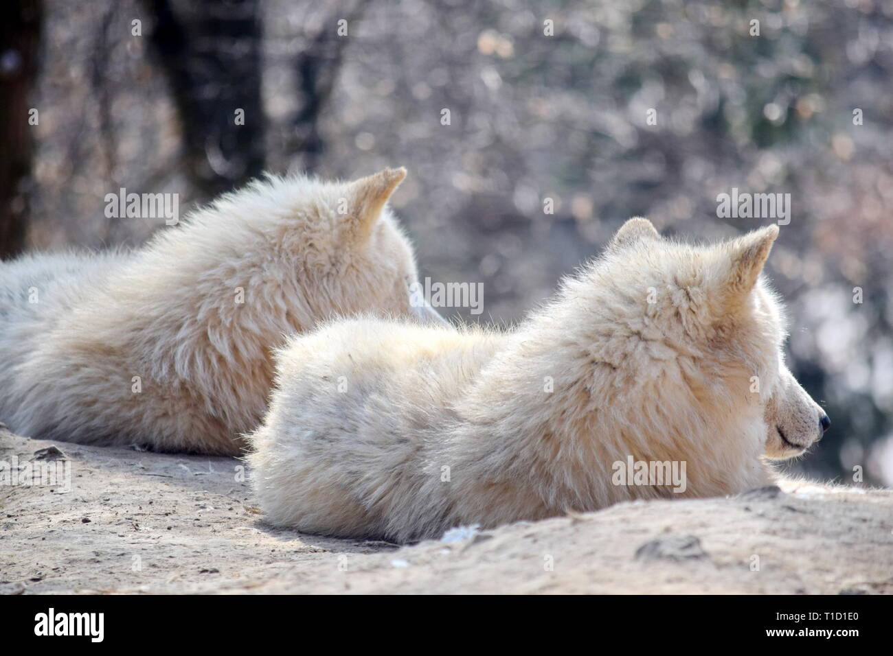 Loup couple Banque de photographies et d’images à haute résolution - Alamy