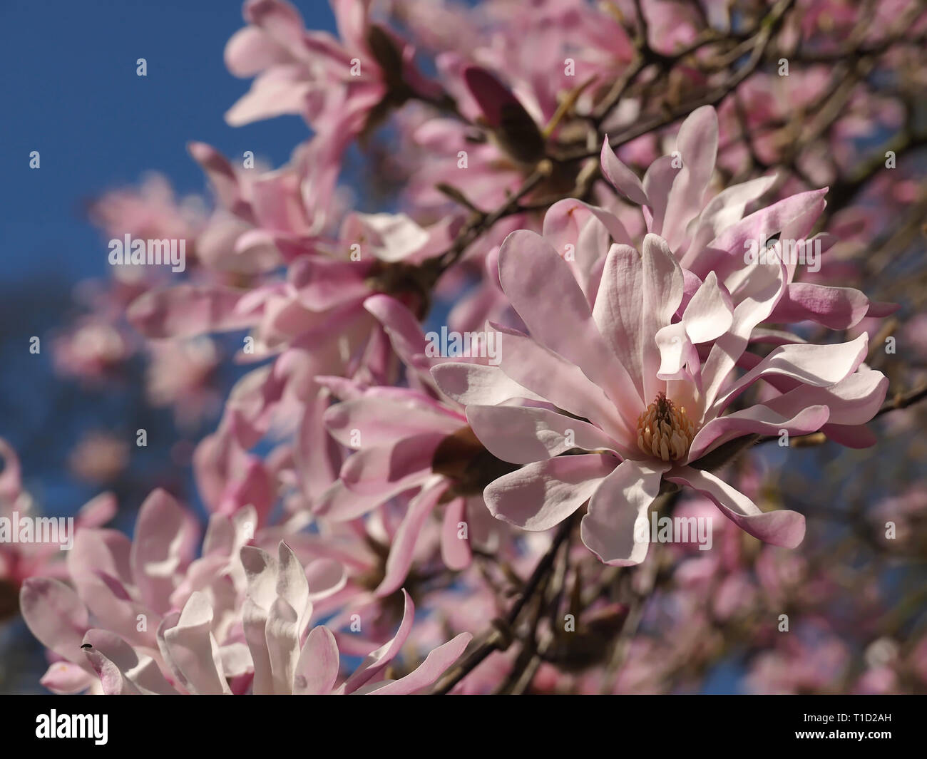 Fleur de magnolia printemps Banque de photographies et d’images à haute ...