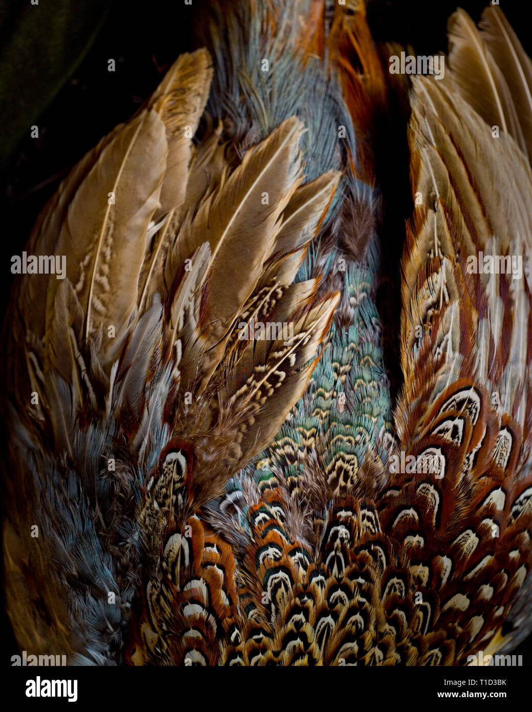 Plumage de faisan Banque de photographies et d’images à haute ...