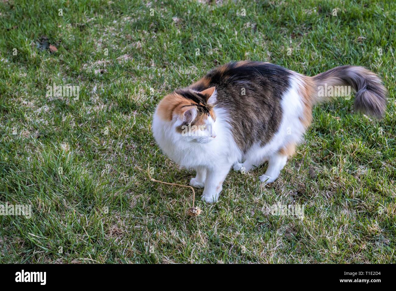 Chat calicot Banque de photographies et d’images à haute résolution - Alamy