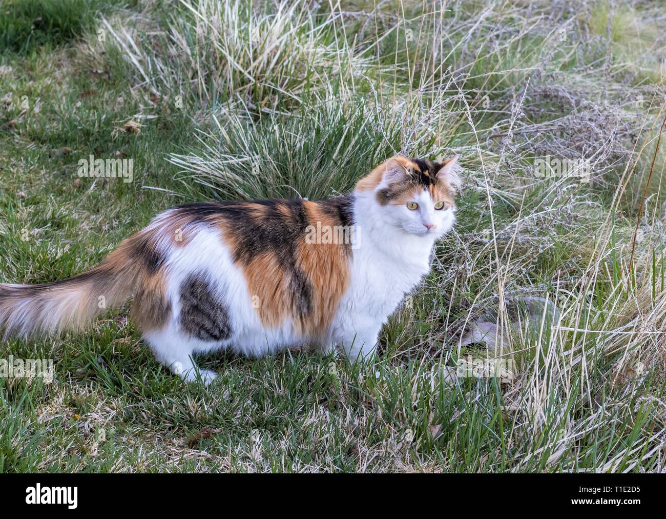 Chat calicot Banque de photographies et d’images à haute résolution - Alamy