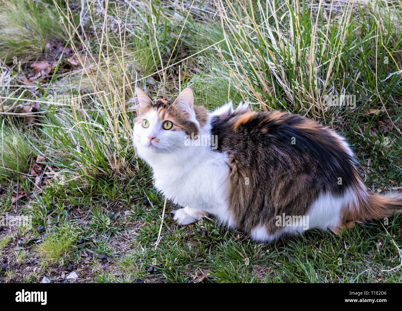 Chat calicot Banque de photographies et d’images à haute résolution - Alamy