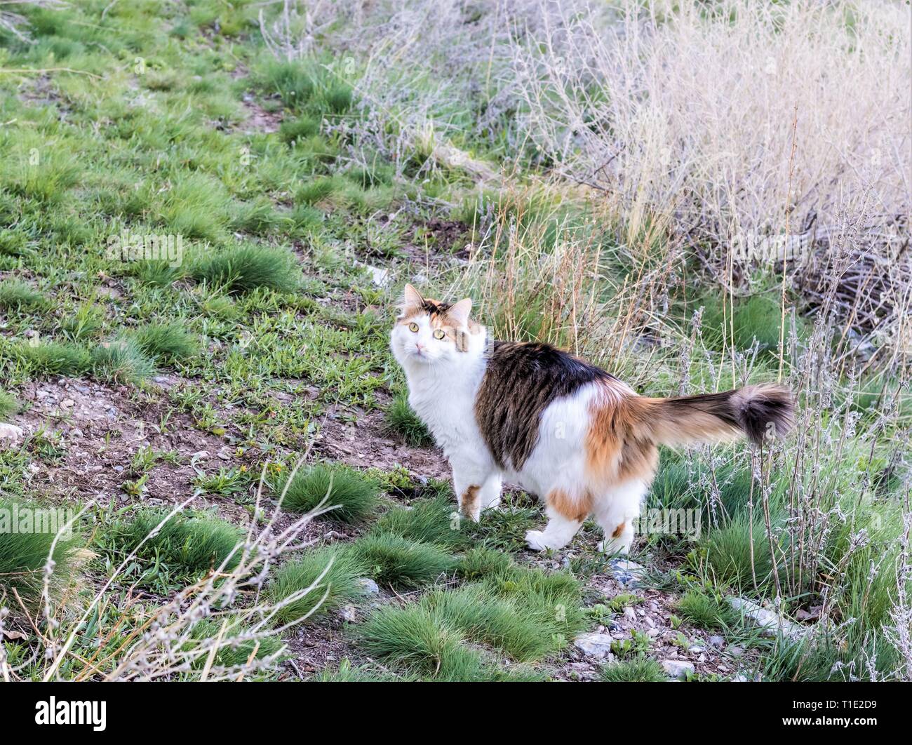 Chat calicot Banque de photographies et d’images à haute résolution - Alamy