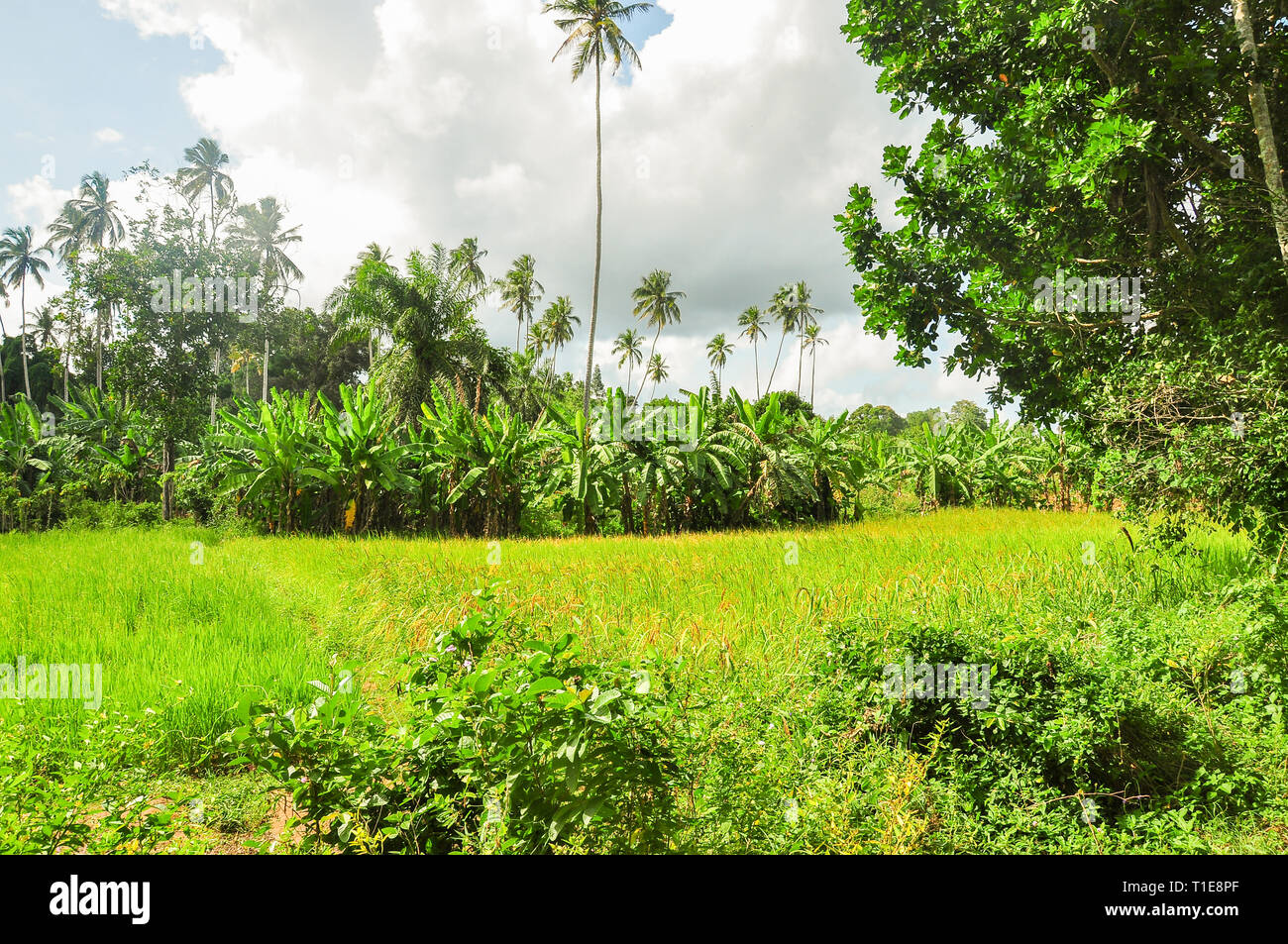 Forêt de jozani Banque de photographies et d’images à haute résolution ...