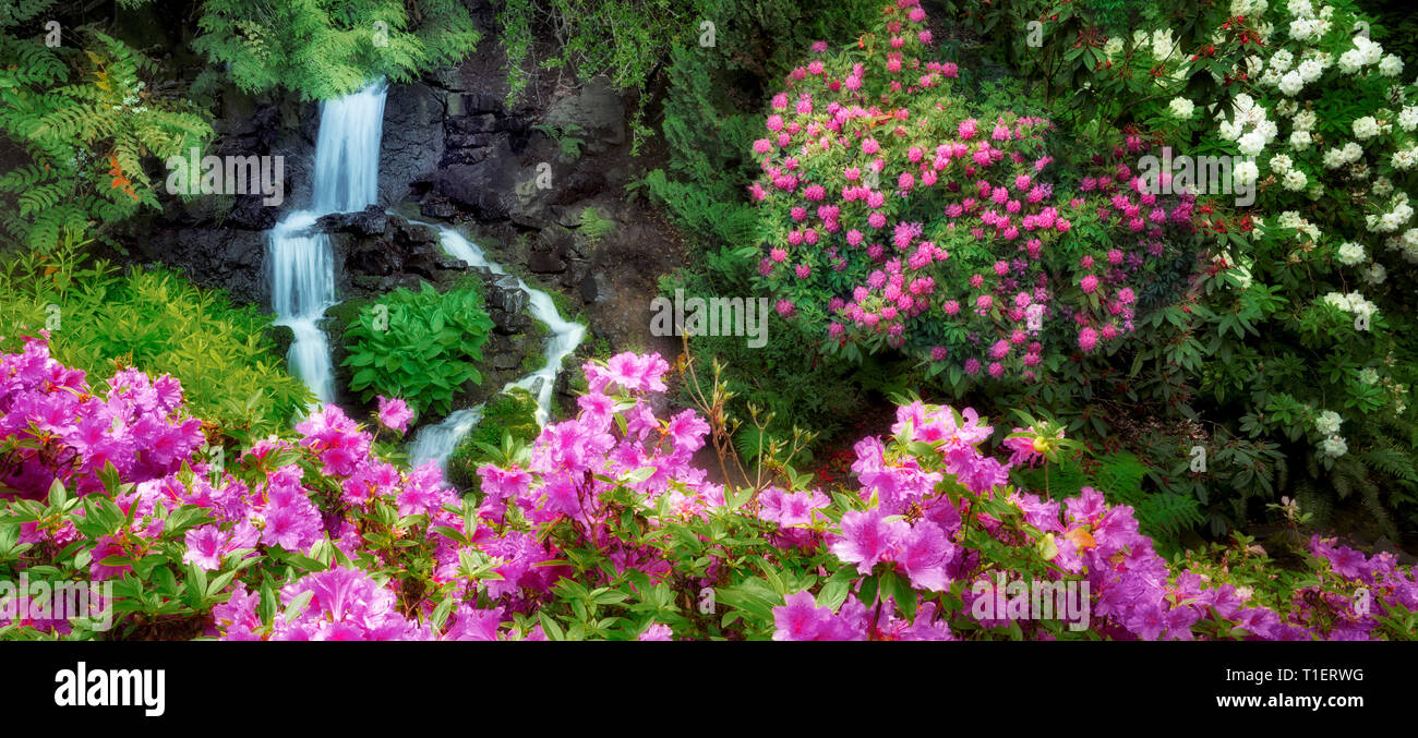 Cascade de rhododendron Banque de photographies et d’images à haute ...