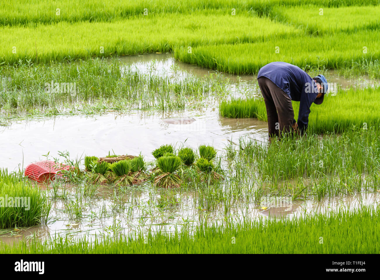 Farmer worker rice Banque de photographies et d’images à haute ...