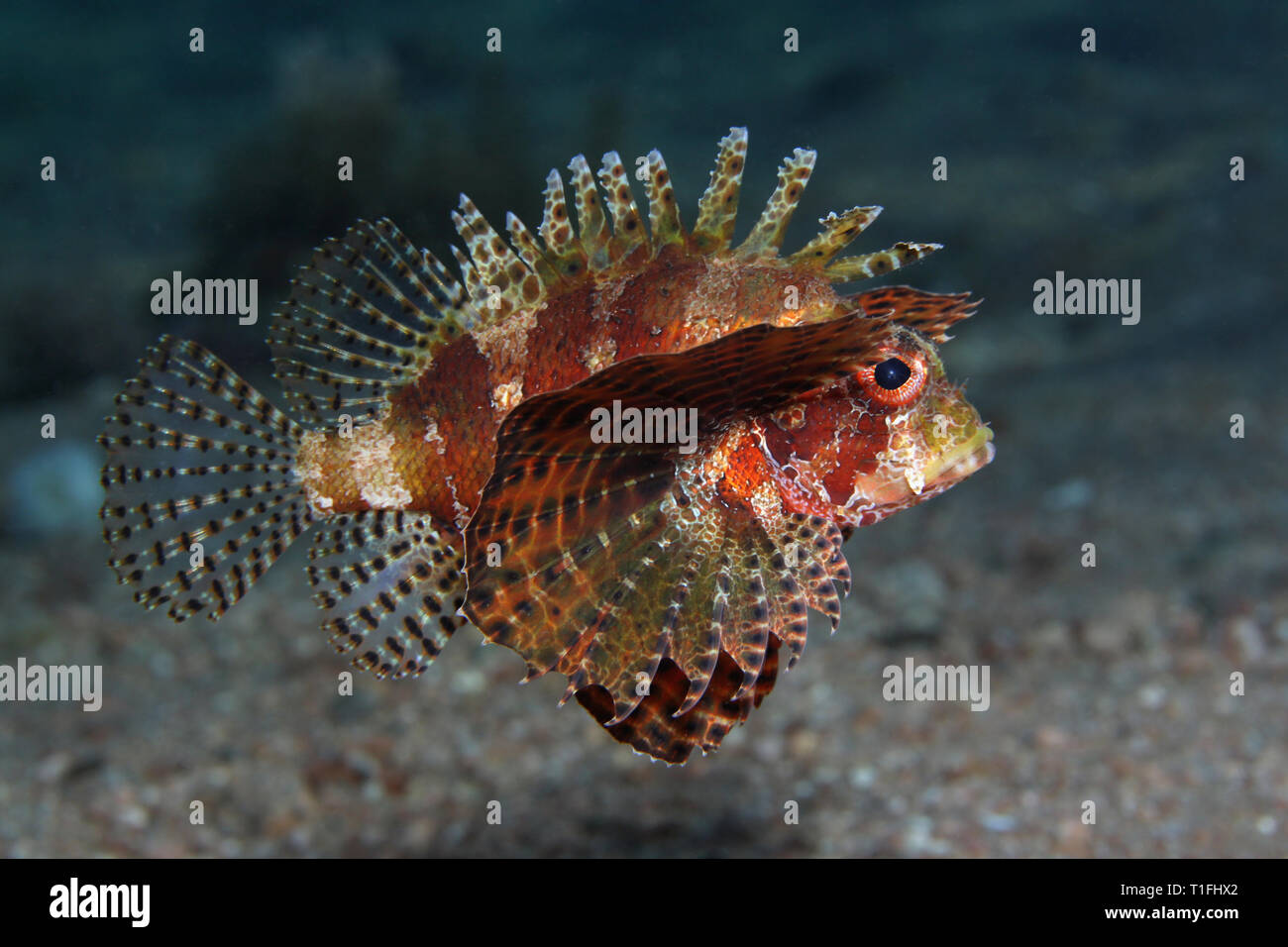 Lionfish nain Banque de photographies et d’images à haute résolution ...