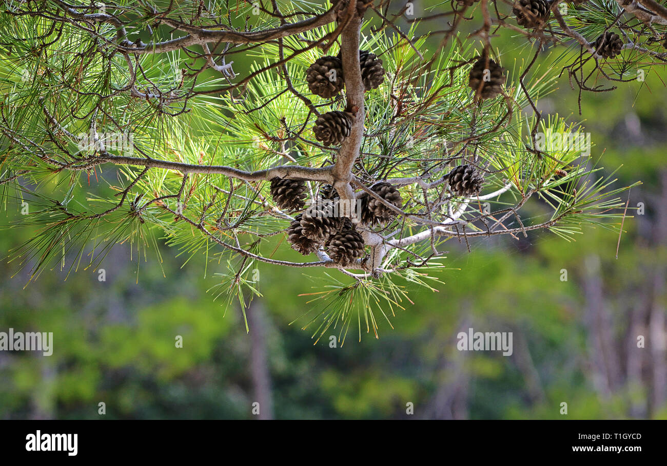 Pin sec Banque de photographies et d’images à haute résolution - Alamy