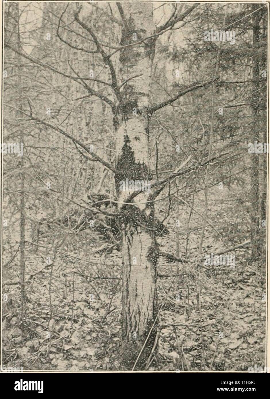 Les maladies des arbres feuillus arbres feuillus de maladies d ...