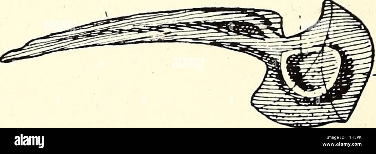 La dissection de la platana et la dissection de la grenouille et le ...