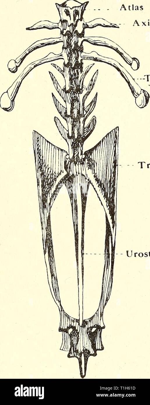 La dissection de la platana et la dissection de la grenouille et le ...