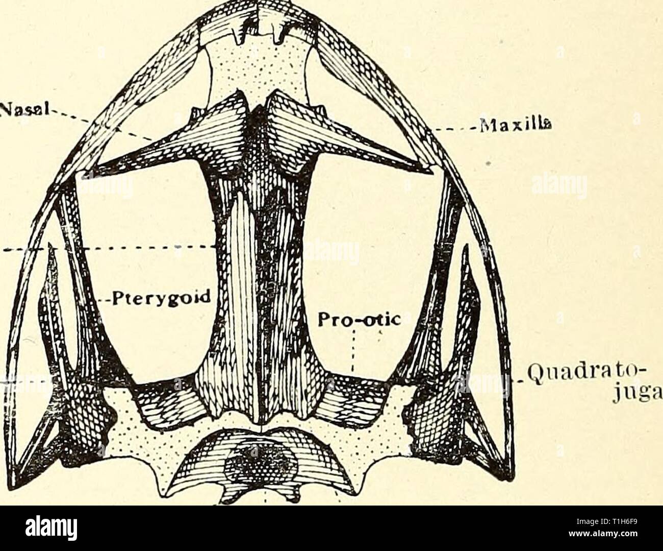 La dissection de la platana et la dissection de la grenouille et le ...
