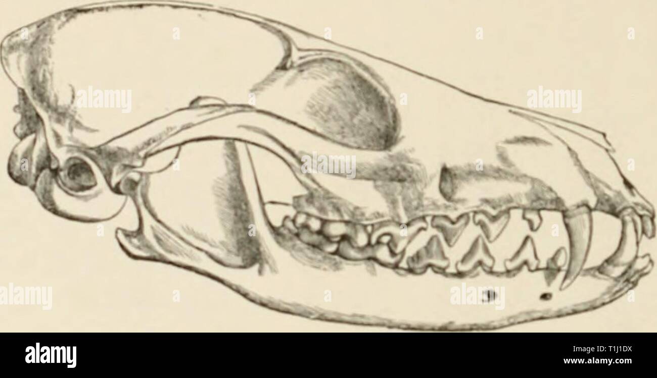 Cranial ridges Banque de photographies et d’images à haute résolution ...