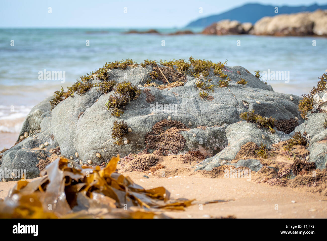 Roche plage mer nature Banque de photographies et d’images à haute ...