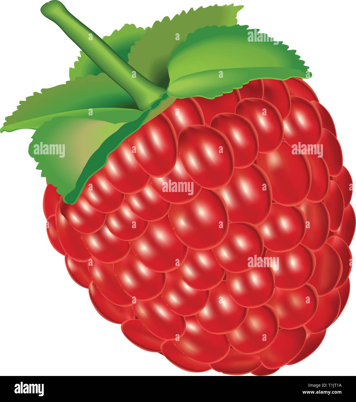 Feuilles de framboise Banque d'images vectorielles - Alamy