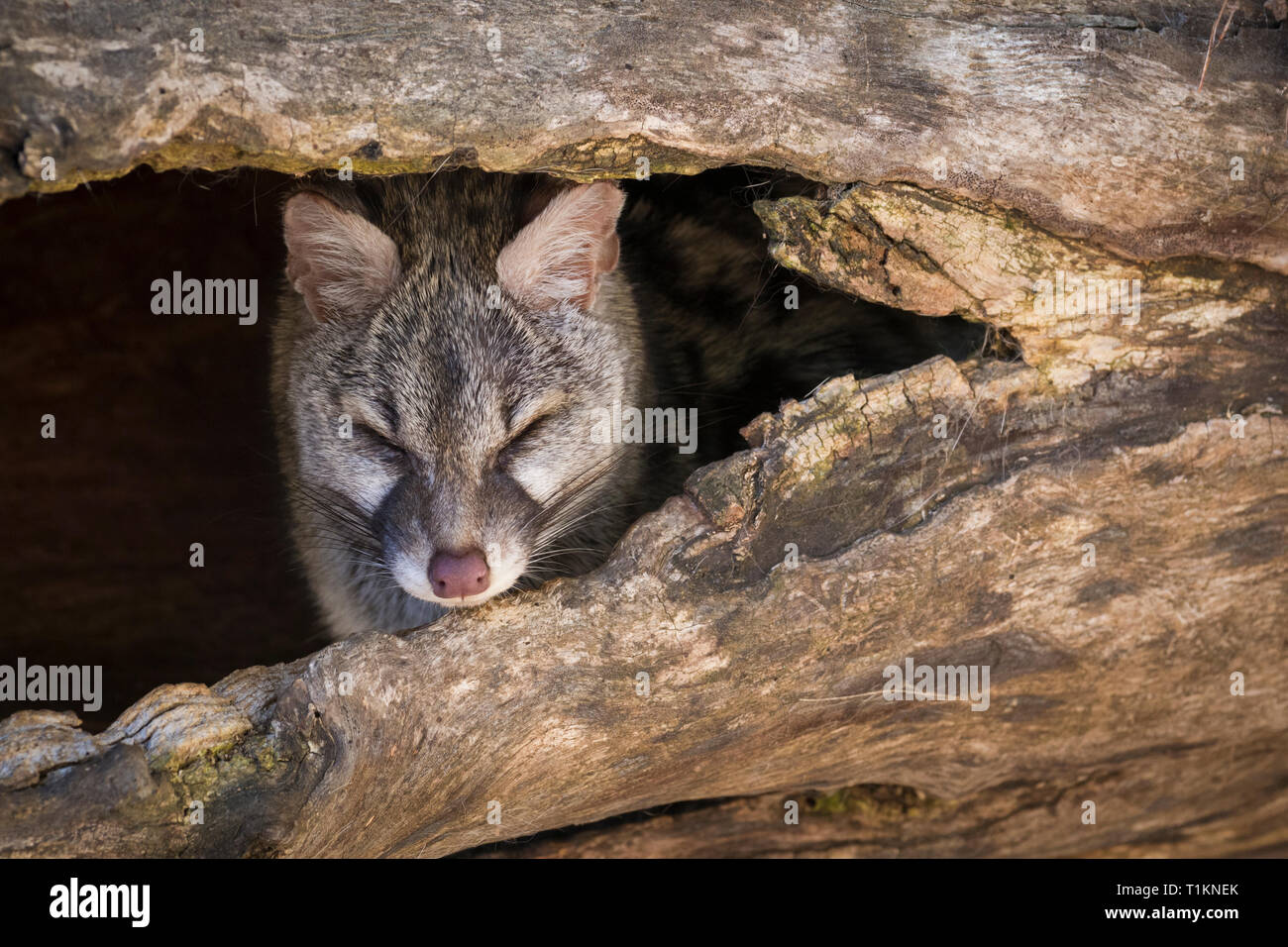 Genette commune Banque de photographies et d’images à haute résolution ...