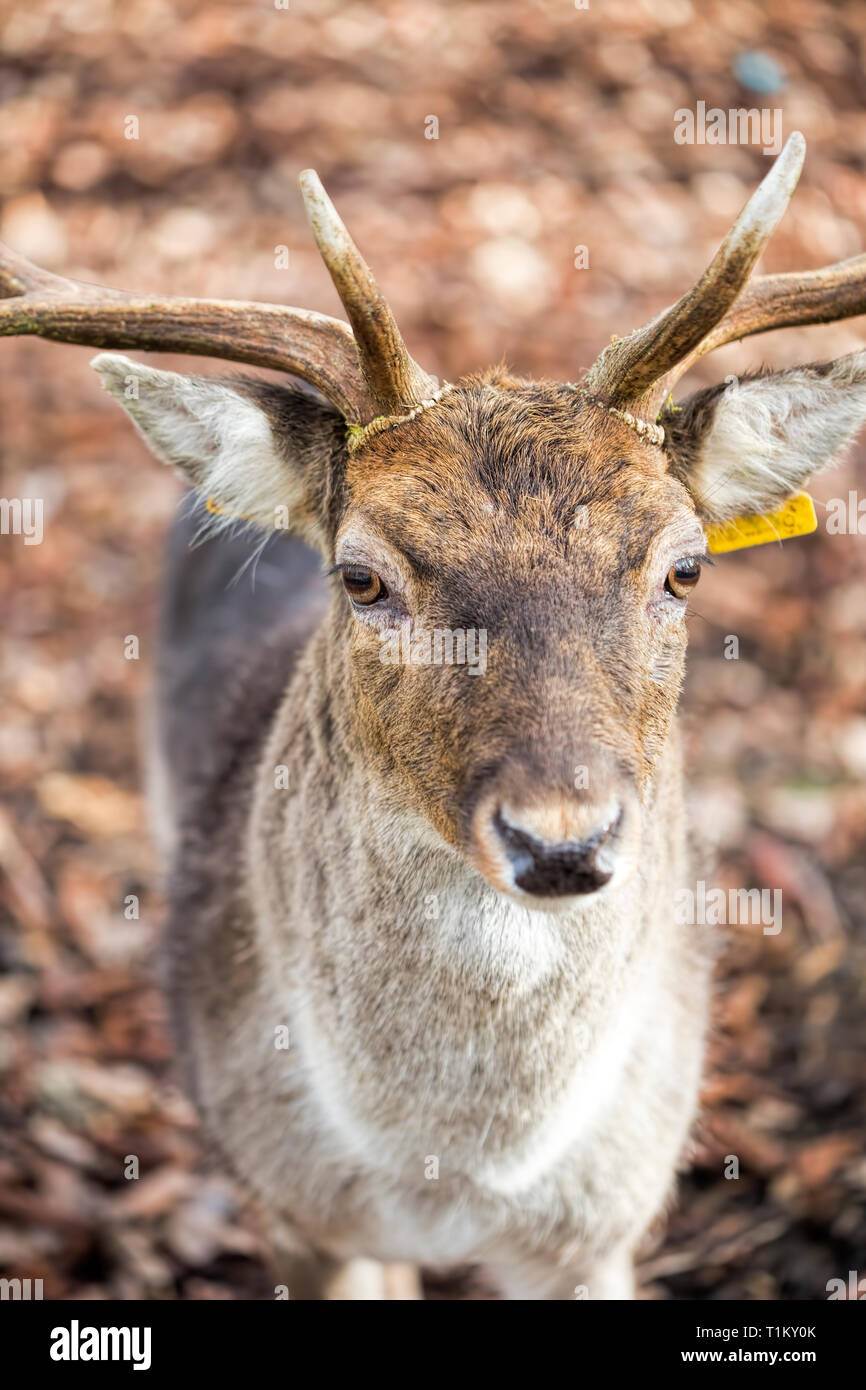 Phoenix park animals Banque de photographies et d’images à haute ...