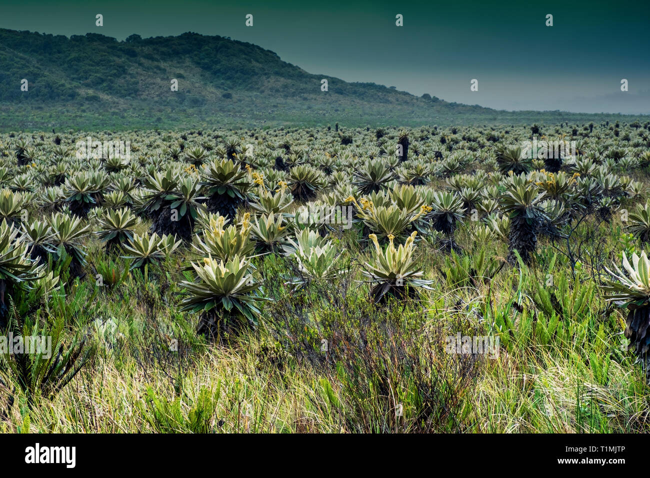 Biome naturel Banque de photographies et d’images à haute résolution ...