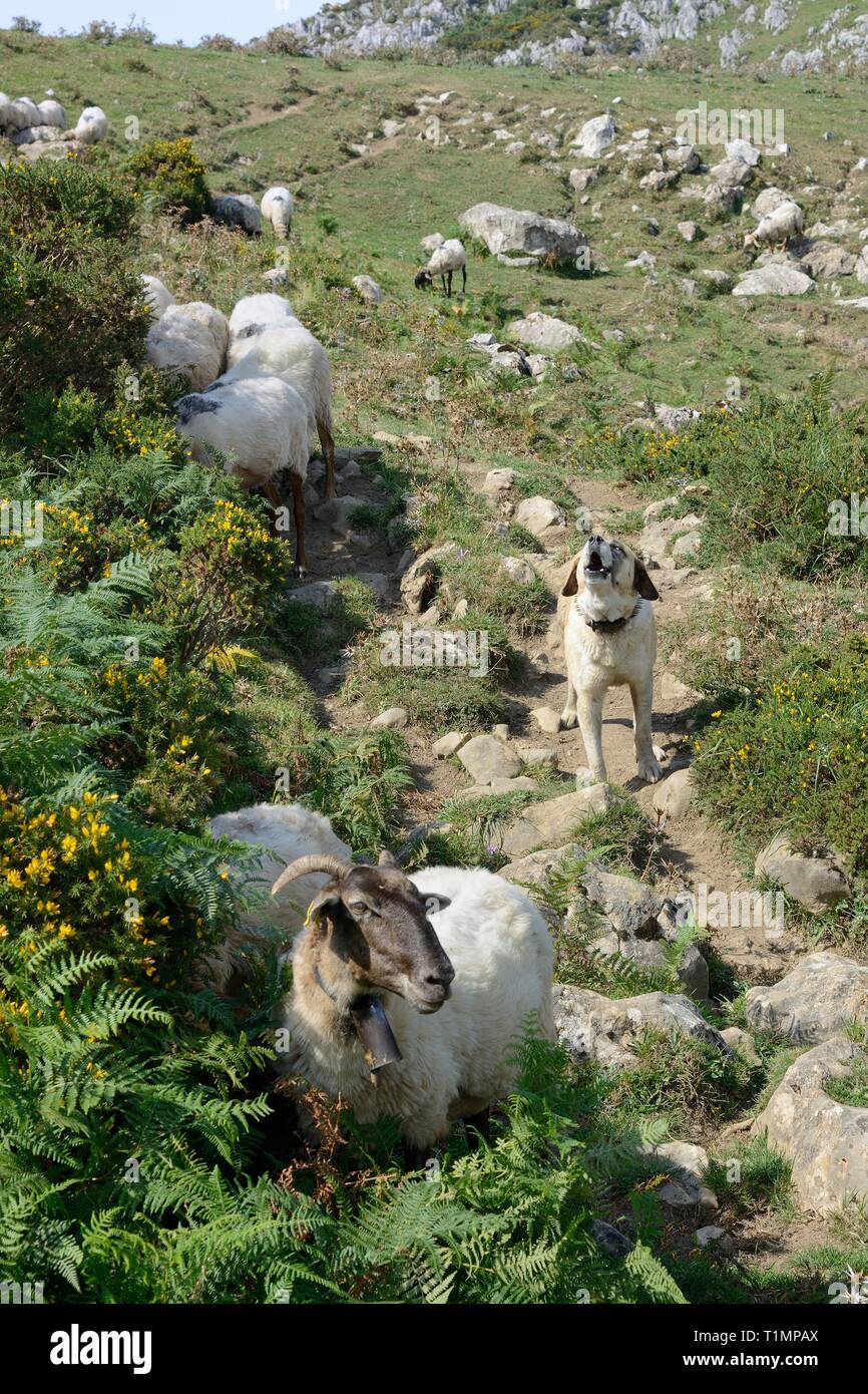 Chien originaire d'espagne Banque de photographies et d’images à haute ...