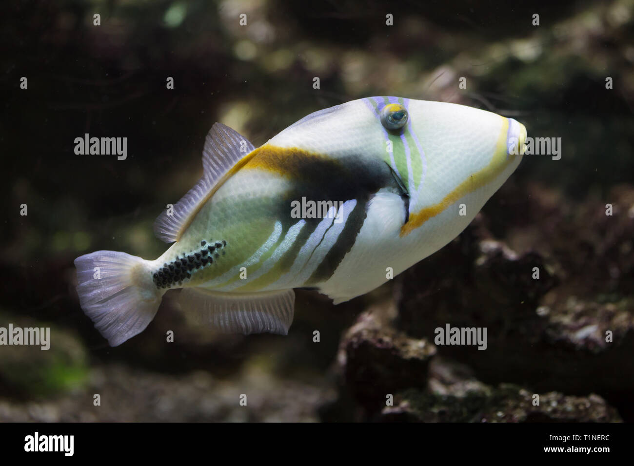 Poisson déclencheur picasso Banque de photographies et d’images à haute ...