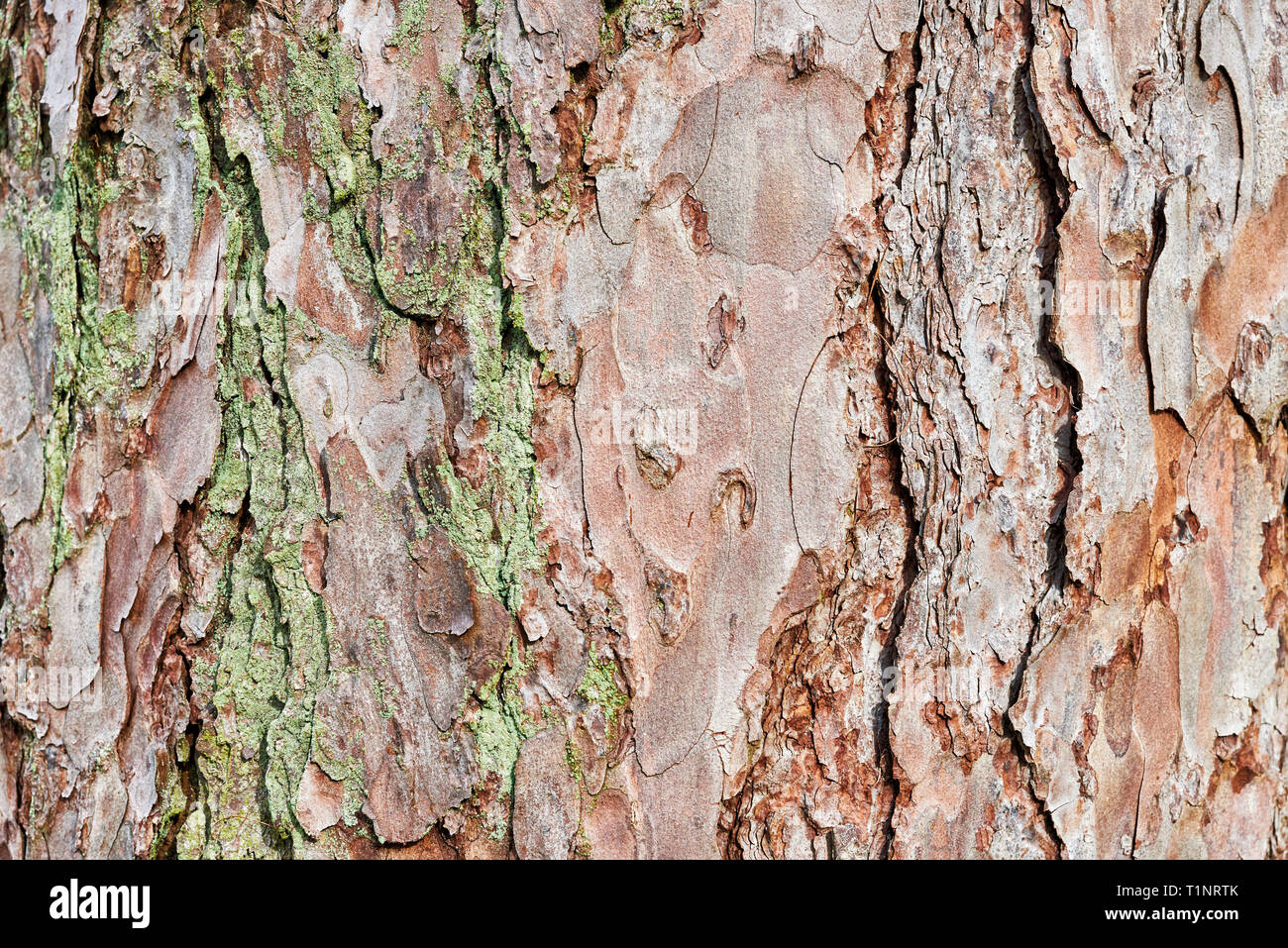La texture en relief de l'écorce de pin rouge. Arrière-plan de l'écorce ...