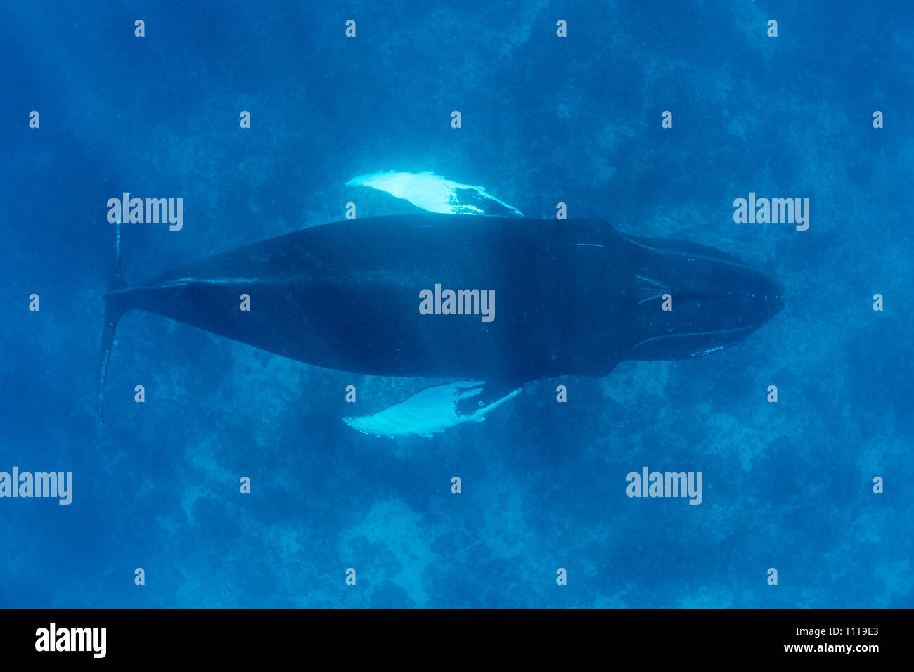 Un rorqual à bosse, Megaptera novaeangliae, sous-marine croisières dans ...
