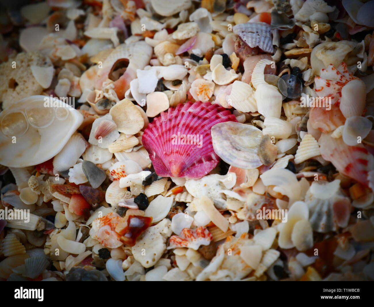 Conch shell music Banque de photographies et d’images à haute ...