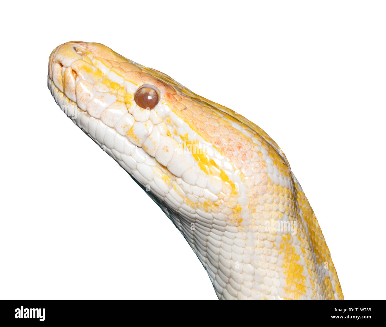 Python de compagnie Banque d'images détourées - Alamy
