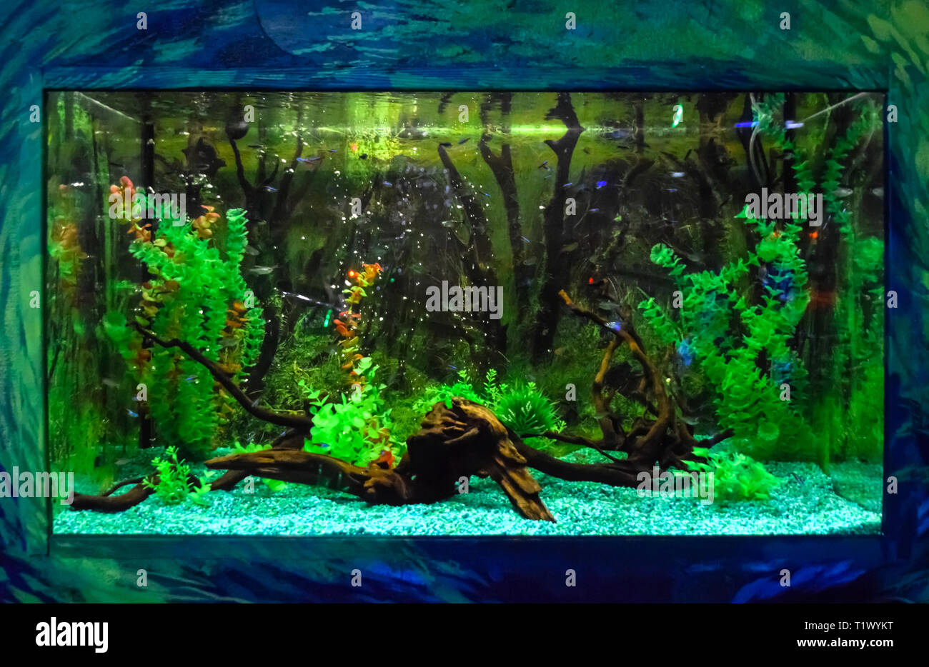 Aquarium mural de poissons tropicaux et d'algues Photo Stock - Alamy