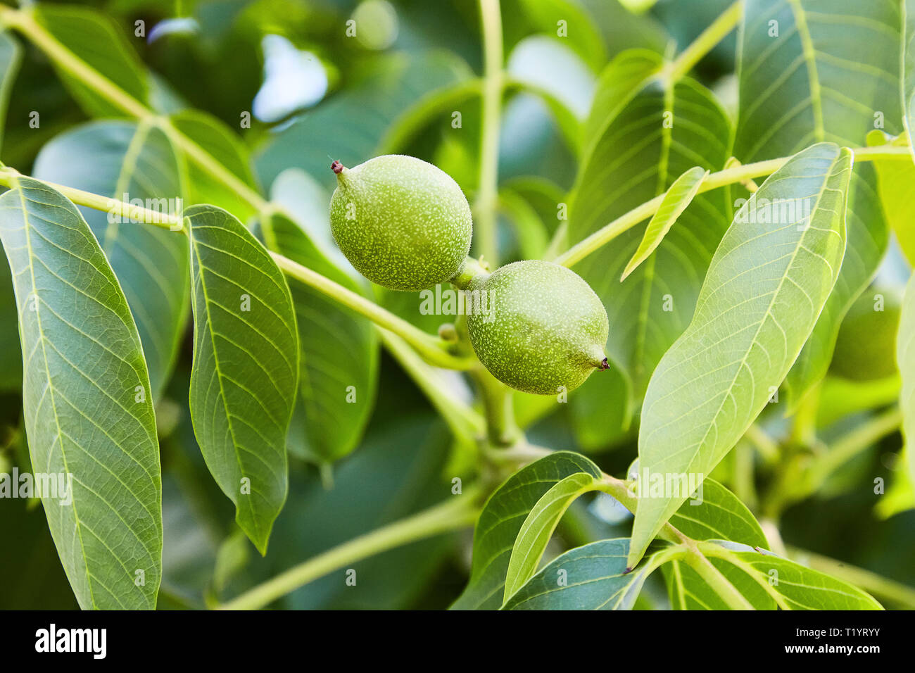 Noix qui poussent sur un arbre Banque de photographies et d’images à ...