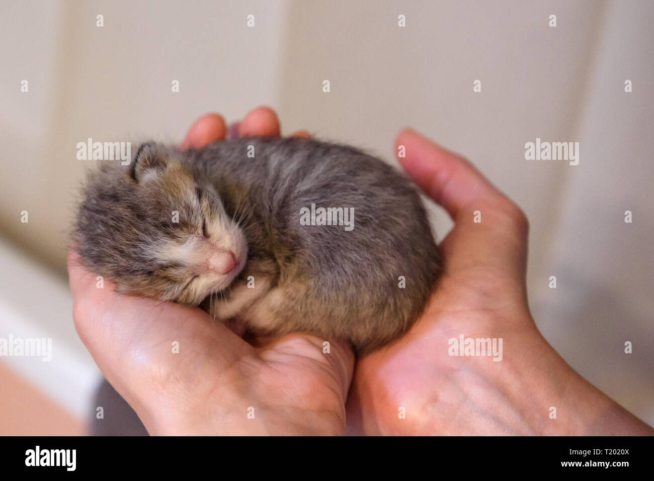 Chatons nouveaux nés Banque de photographies et d’images à haute ...