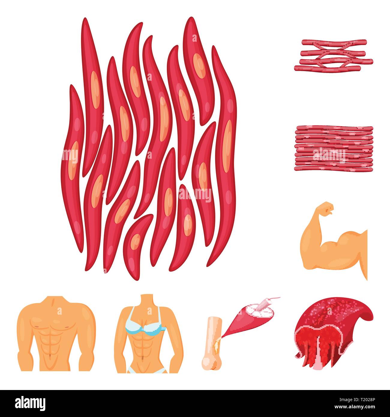 Vector Conception De Cellules Musculaires Et Icône Collection De Stock Et De Lanatomie
